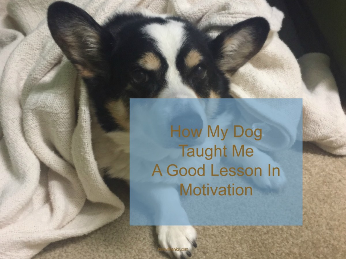 How My Dog Taught Me A Good Lesson In Motivation – Kim Wilbanks