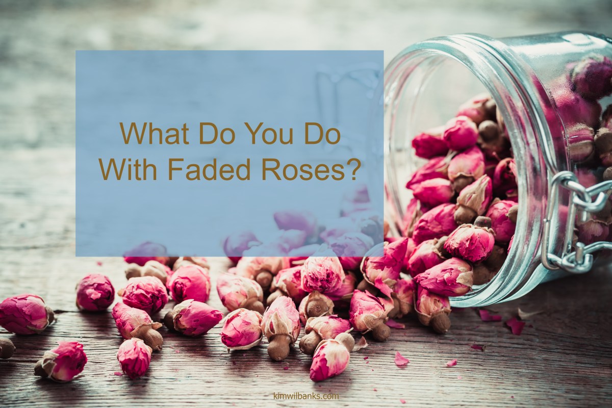 What Do You Do With Faded Roses – Kim Wilbanks