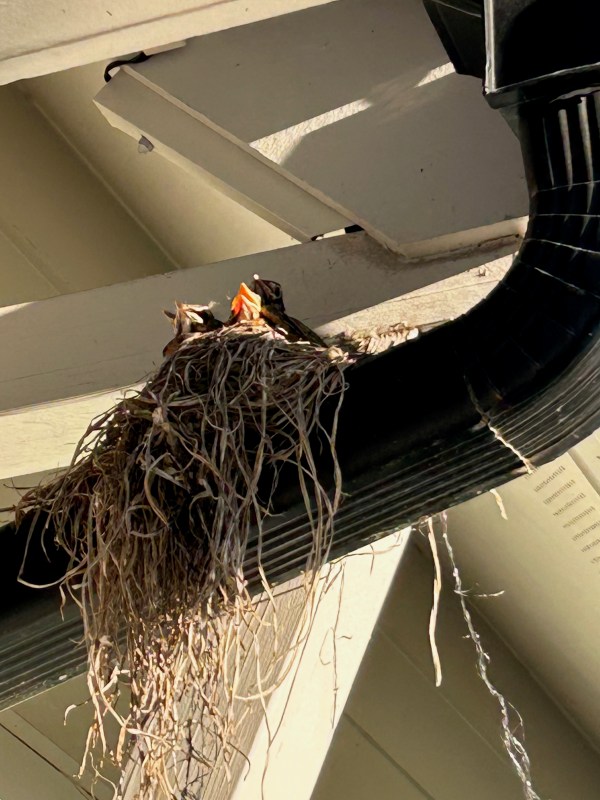 My Five Favorite Things About Spring In Tennessee – Kim Wilbanks